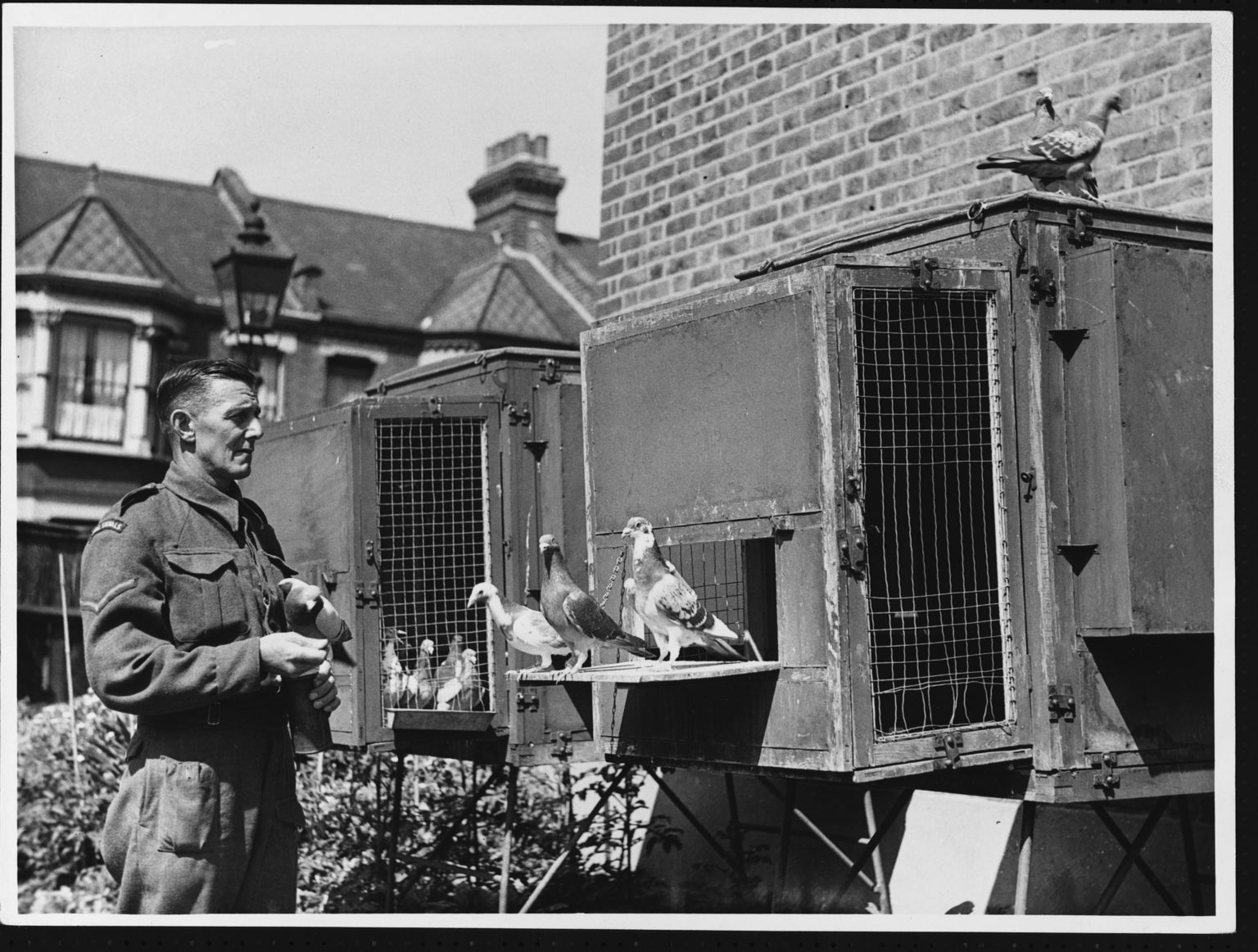 Birds of War