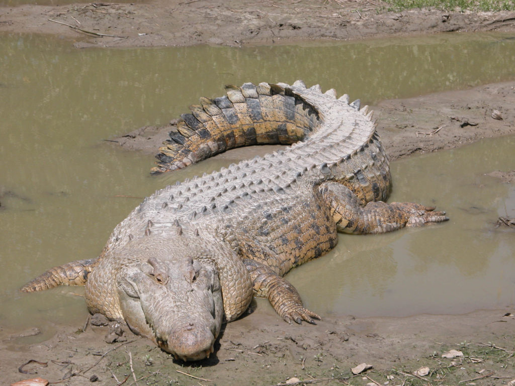 Jungle Fights Back: Crocodiles at Ramree Island, 1945