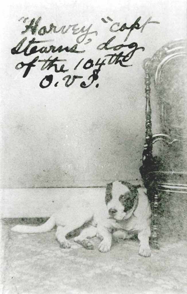 A Famous Dog of the Civil War: The Very Good Boy Who Fought (and ...