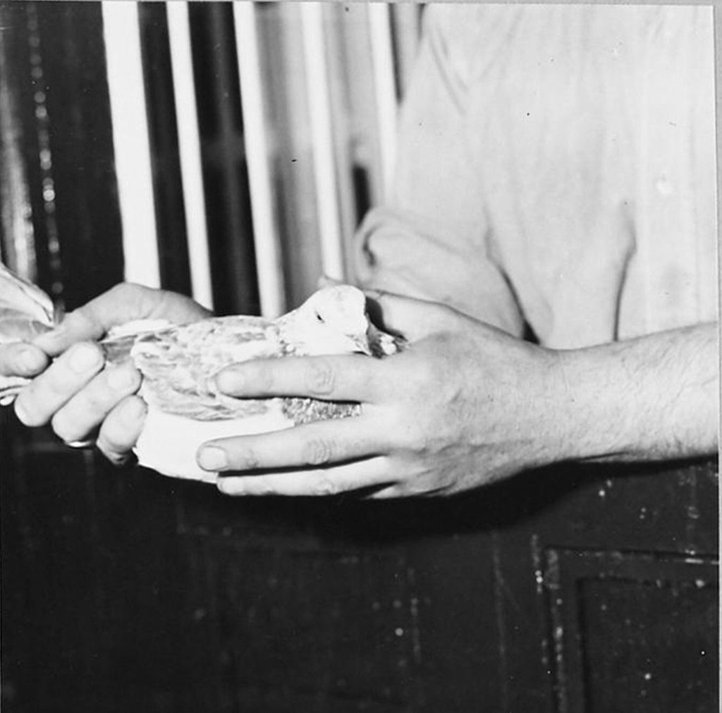 How Gustav the Pigeon Broke the First News of the D-Day Landings