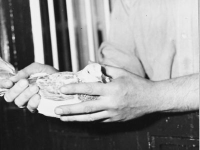 pigeons Archives | HistoryNet