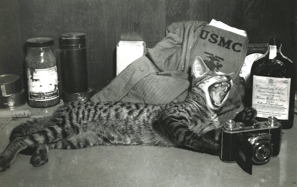 combat-cat-ww2-nl-october-2022 | HistoryNet