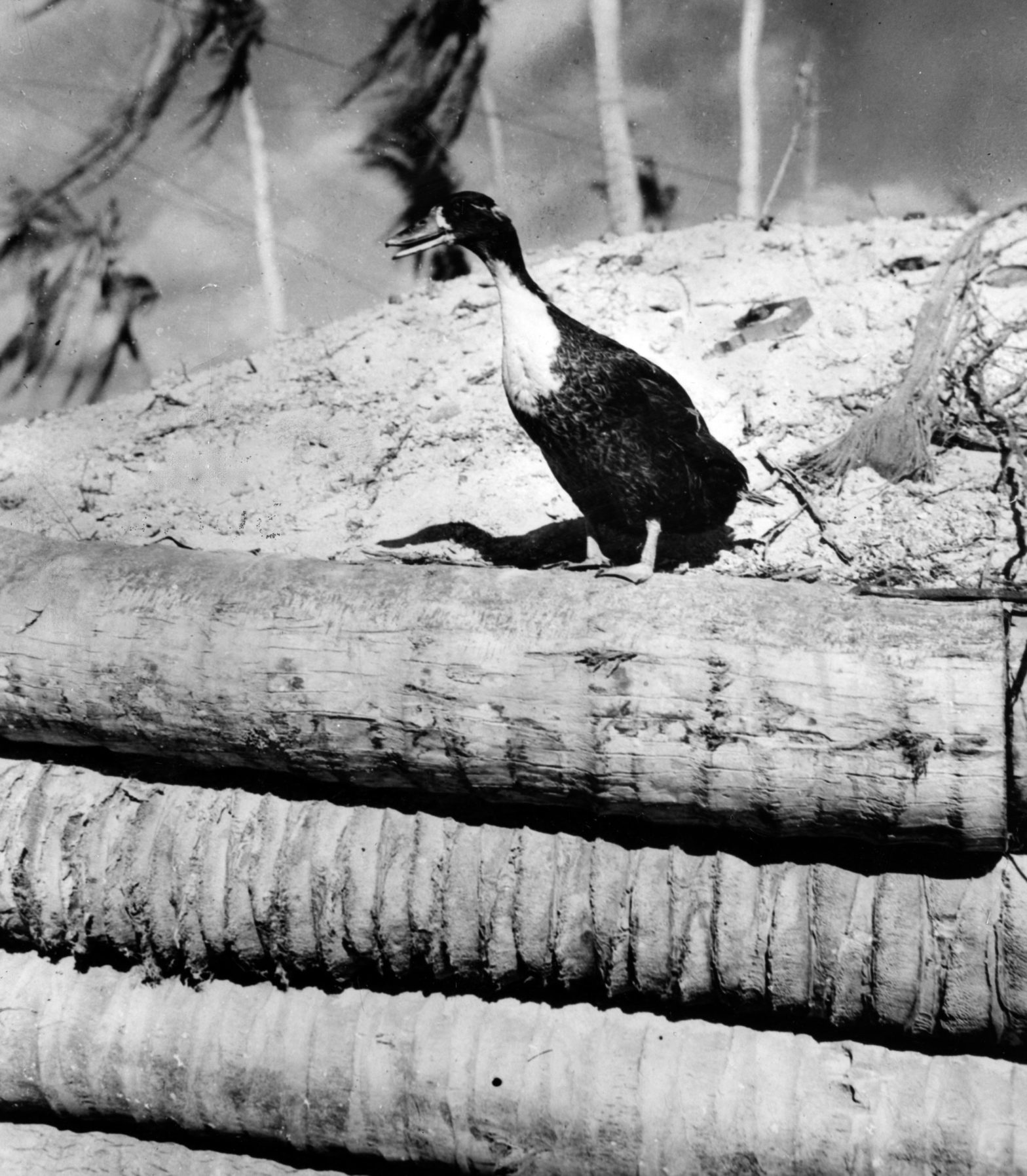 The Marine Who Was a Duck (Yes, an Actual Duck)