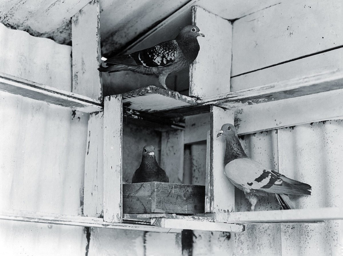 How the British Cared for Military Animals During WWI