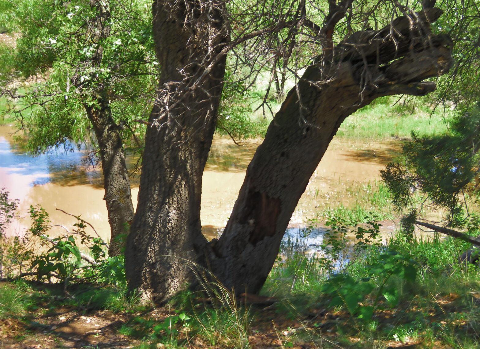 The Mysterious Death of Johnny Ringo